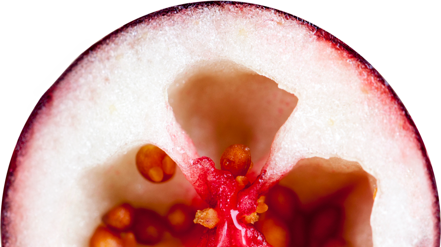 Fruit d'Or-Worldwide dried cranberry and blueberry supplier