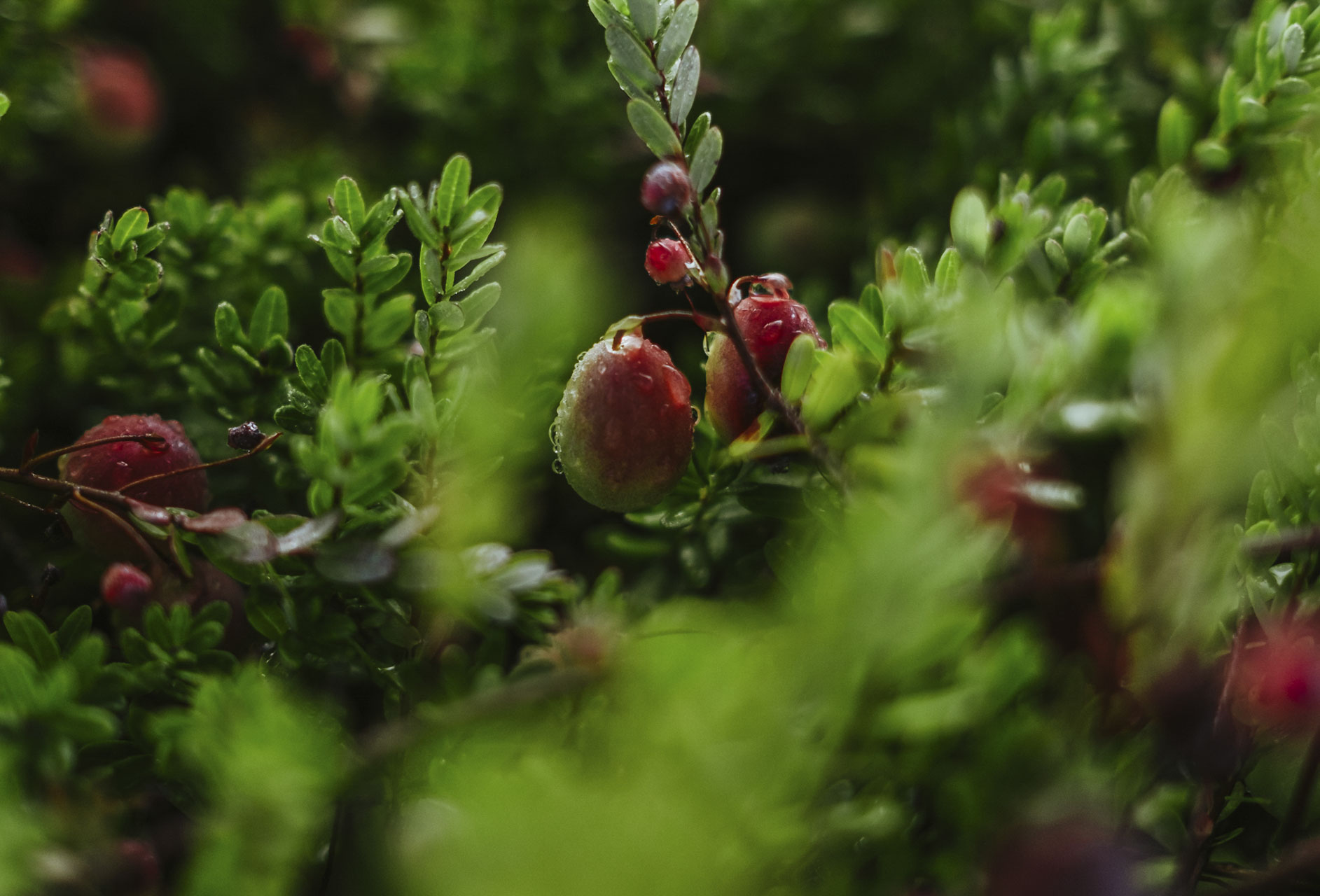 Our brands, products and highlights | Fruit d'Or